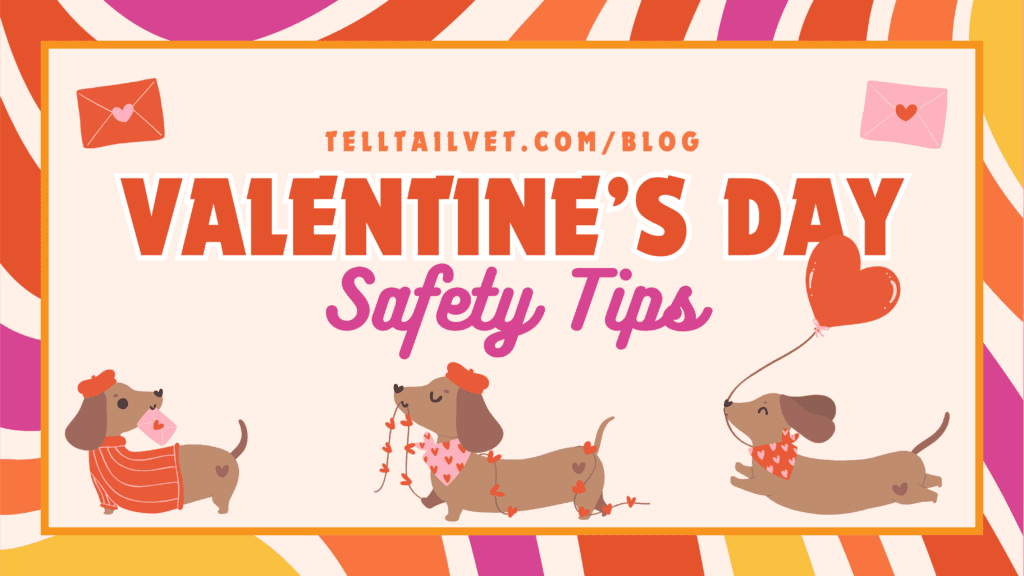 Valentine’s Day Safety Tips: Keeping Your Pets Safe From Holiday ...